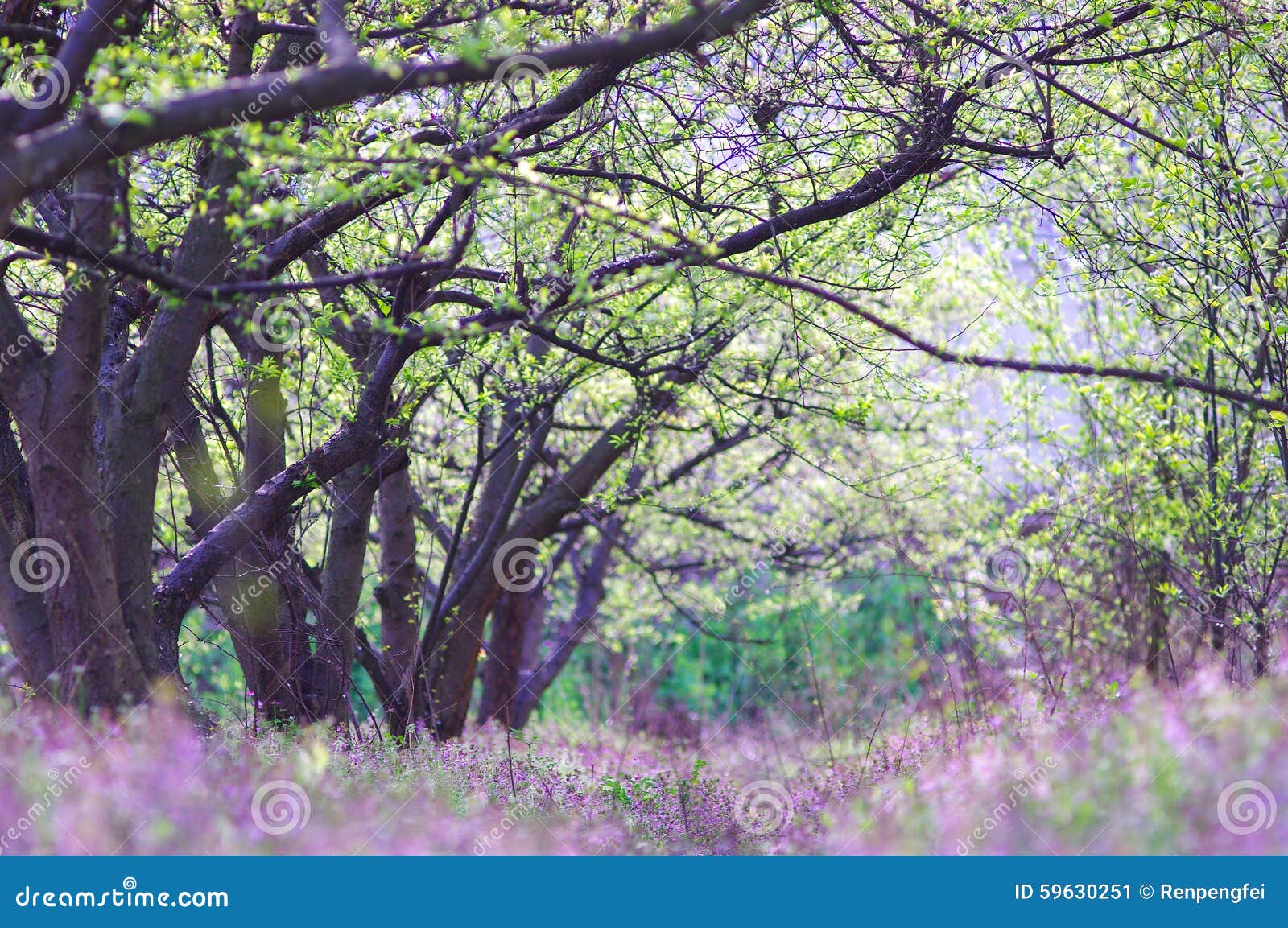 Romantic tree stock image. Image of sunset, texture, purple - 59630251