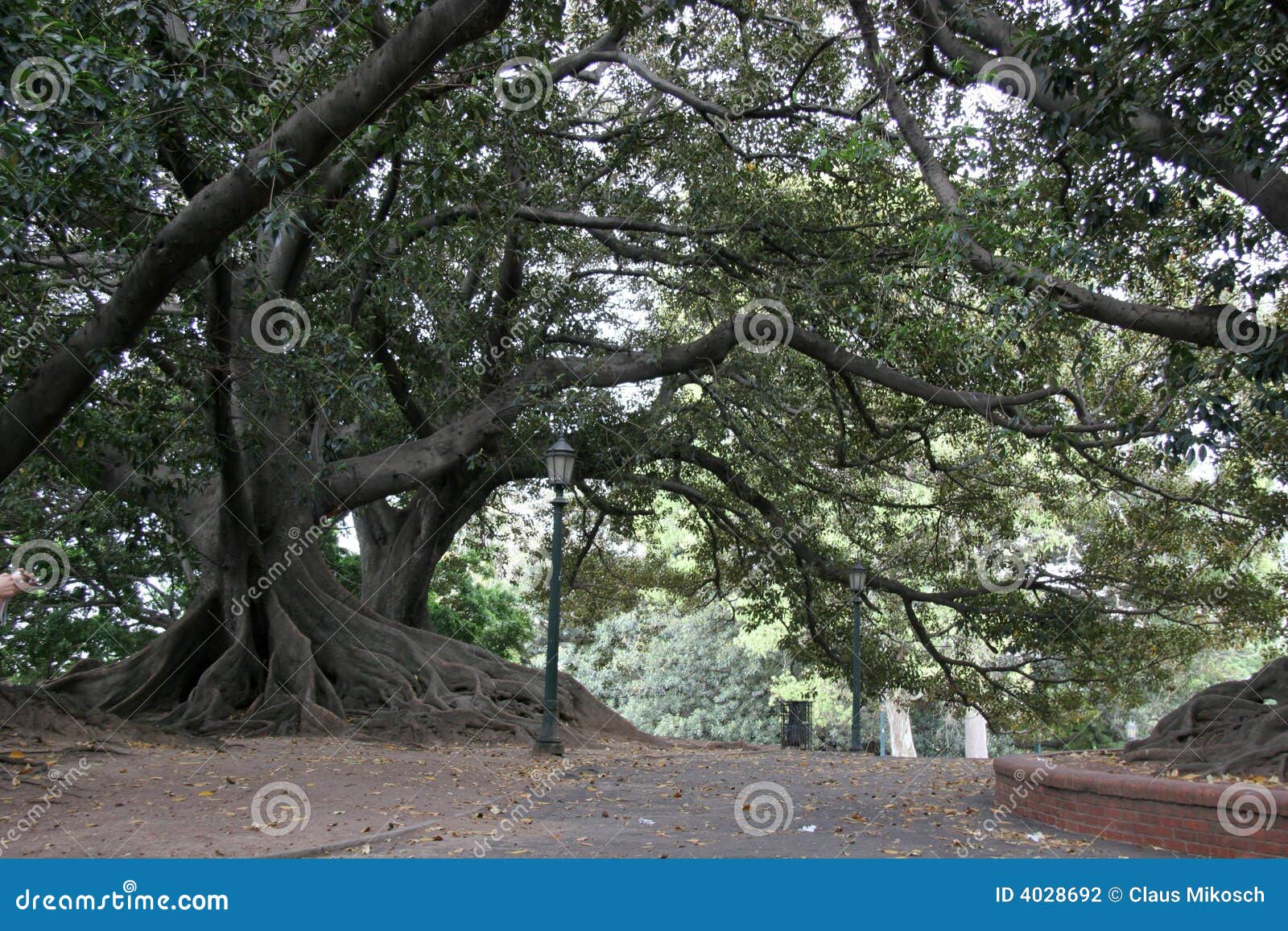 Romantic trees stock photo. Image of stroll, peaceful - 4028692