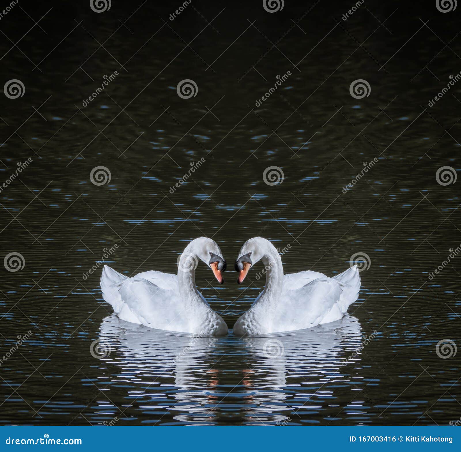 Romantic Two Swans, Symbol of Love Stock Photo - Image of light, blue ...