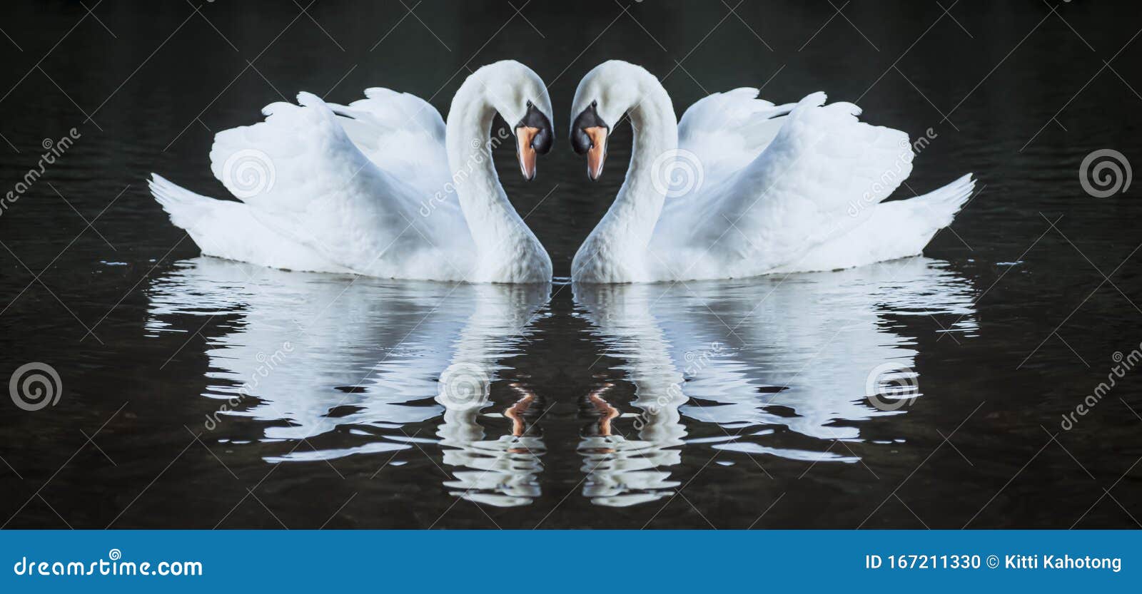 Romantic Two Swans, Symbol of Love Stock Photo - Image of nature, swan ...