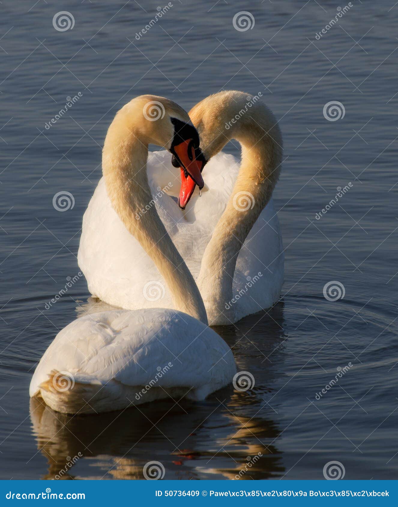 Romantic Two Swans. Water Reflection Ob Blue Background. Stock Image ...