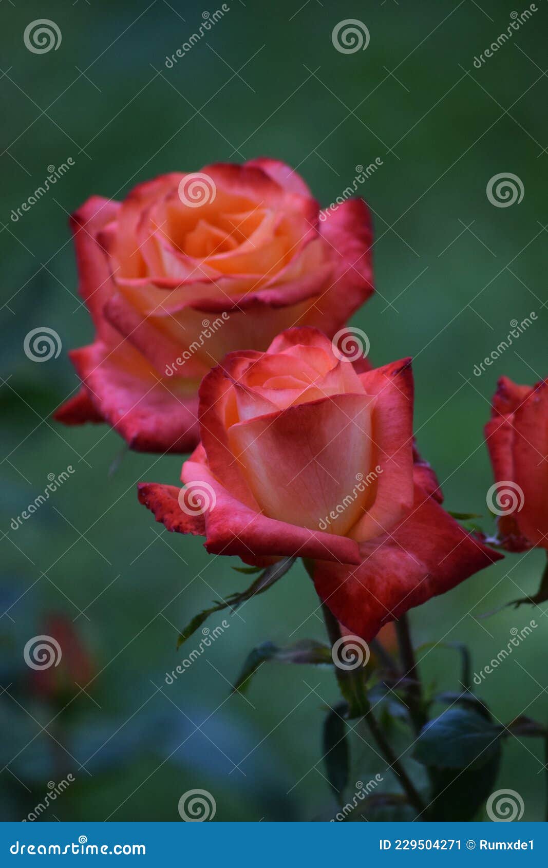 Romantic Two-tone Rose in Partial Shade Stock Image - Image of flawless ...