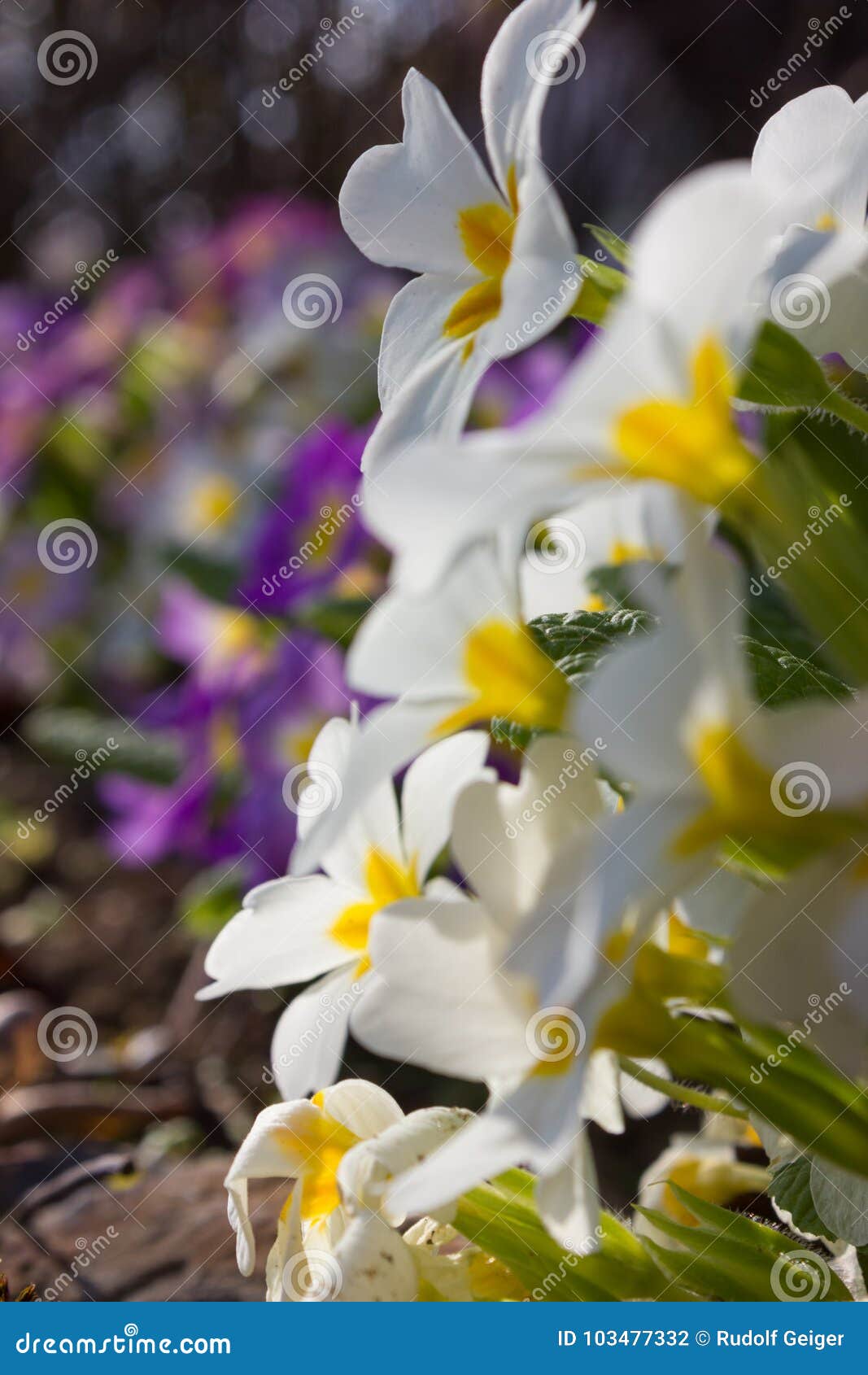 Eastern Flowers and Idyllics Stock Photo - Image of judas, anemone ...