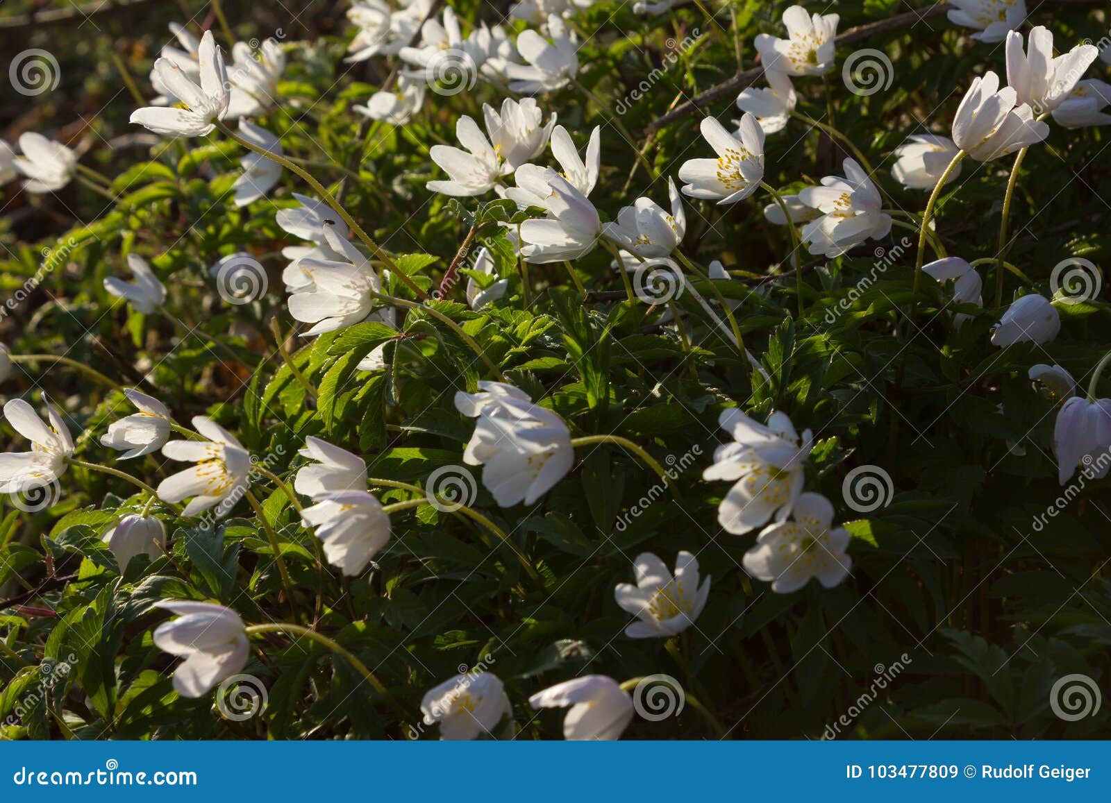 Eastern Flowers and Idyllics Stock Image - Image of nature, white ...