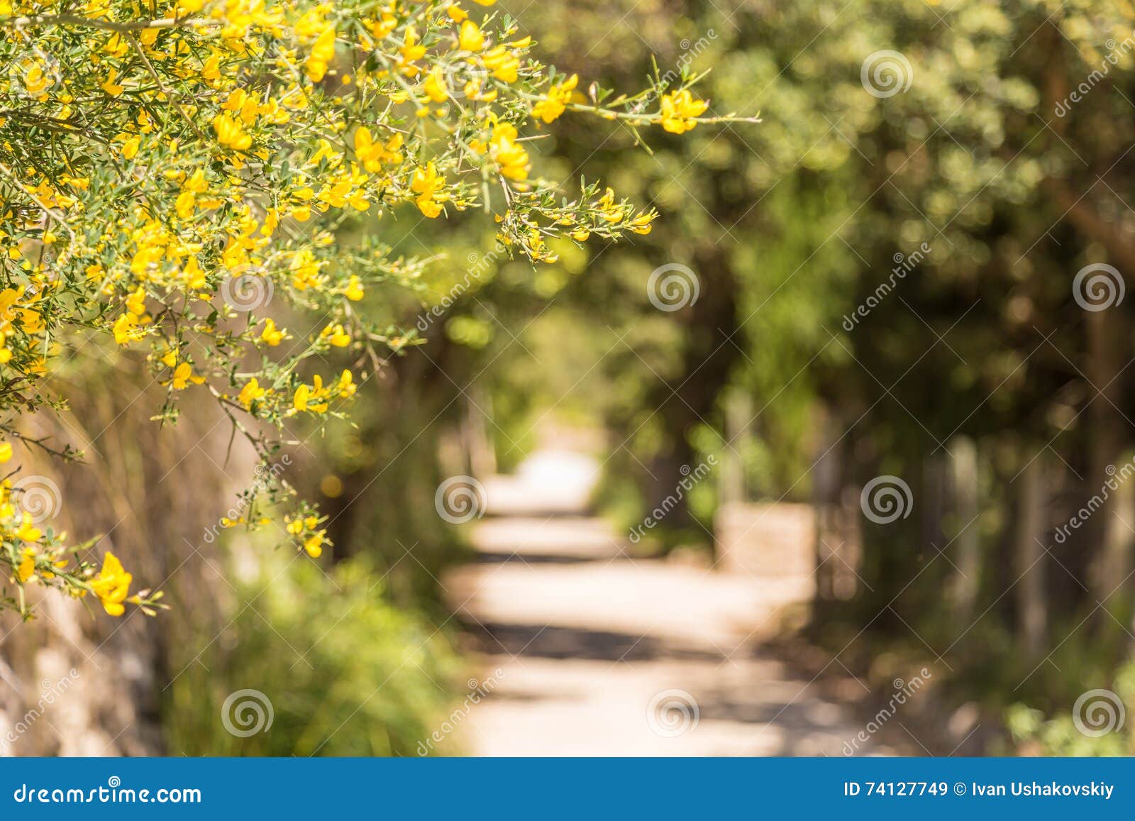 Romantic Walking Path Blurred Stock Image - Image of romantic, country ...