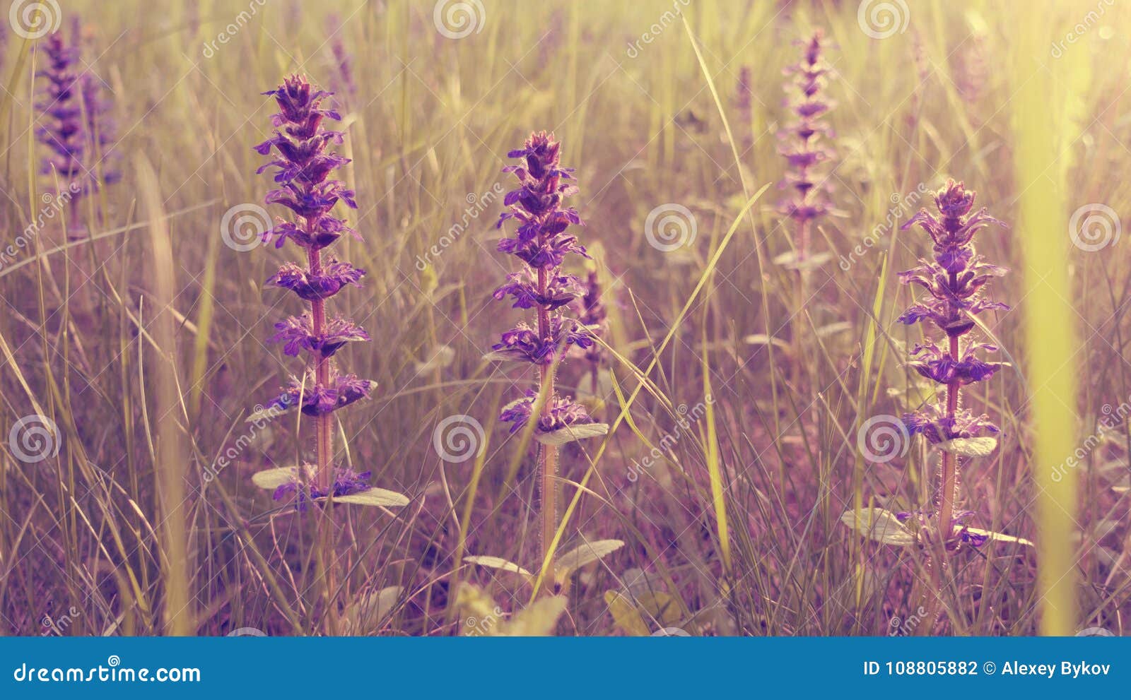 Romantic Wild Flowers in Spring Field. Stock Photo - Image of green ...