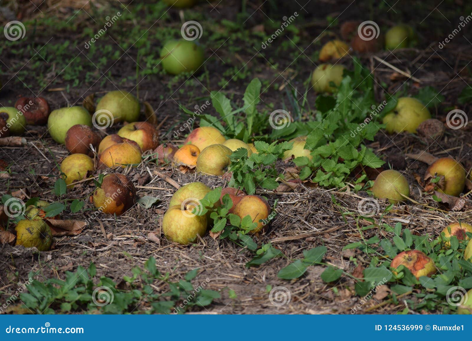 Romantic Windfall in the Twilight Stock Image - Image of harvesttime ...