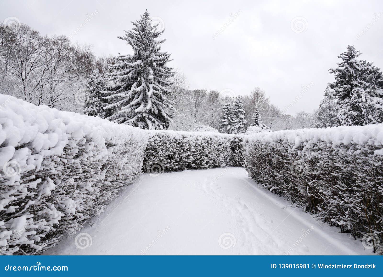 A Romantic, Romantic Winter Landscape of a Snow-covered Park. Snowy ...