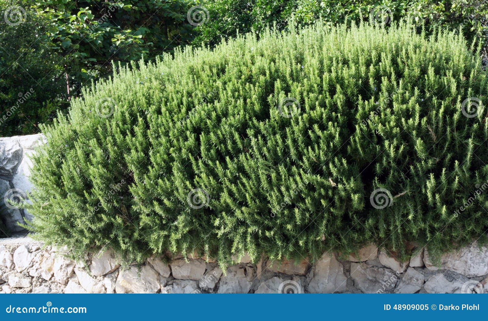 Romarin image stock. Image du rentabilité, éternel, jardin - 48909005