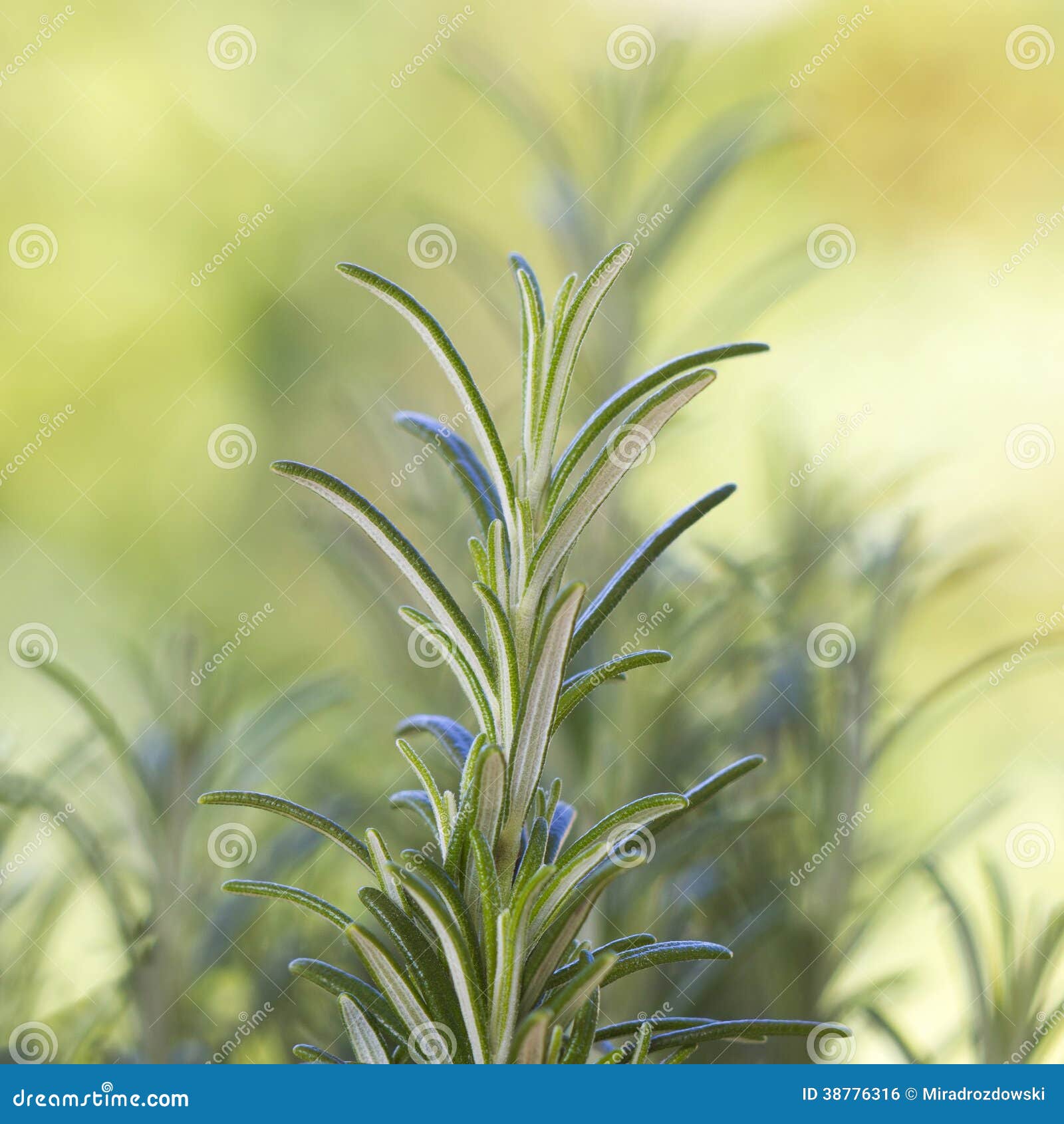 Romarin Frais (Rosmarinus Officinalis) Photo stock - Image du savoureux ...