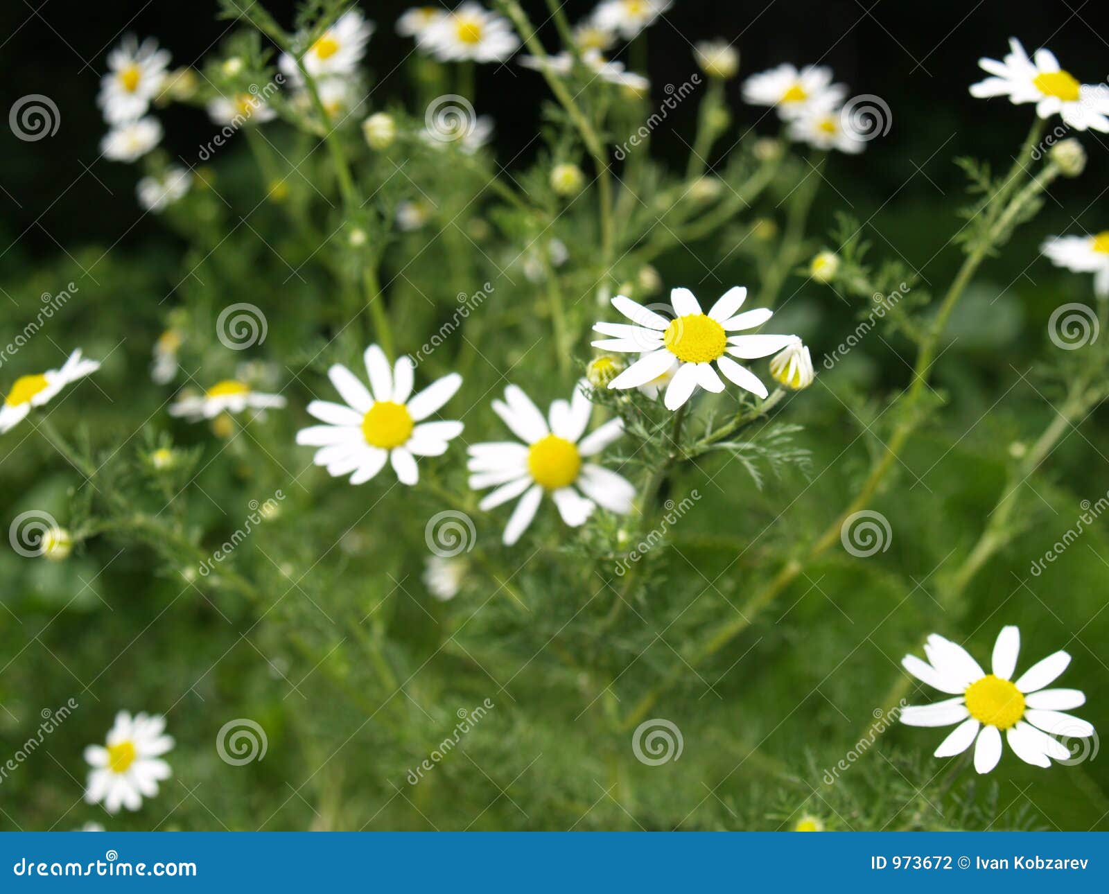 Romashki stock photo. Image of life, grass, petals, white - 973672