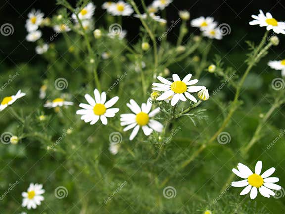 Romashki stock photo. Image of life, grass, petals, white - 973672