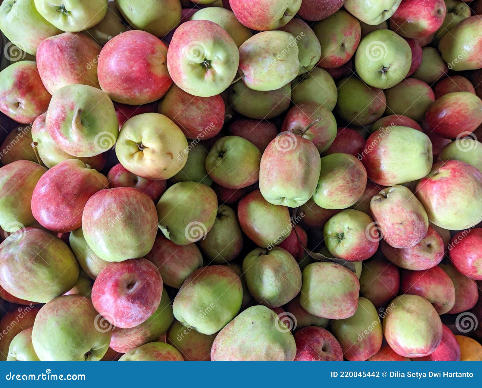 Rome beauty apple stock photo. Image of fresh, beauty - 220045442