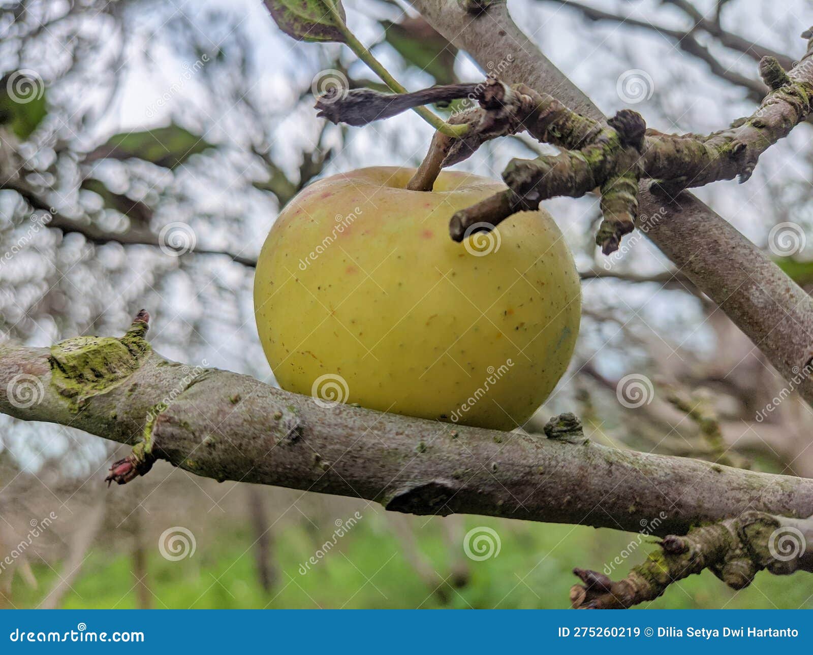 Red Rome Beauty Apple Tree at Jordan Old blog