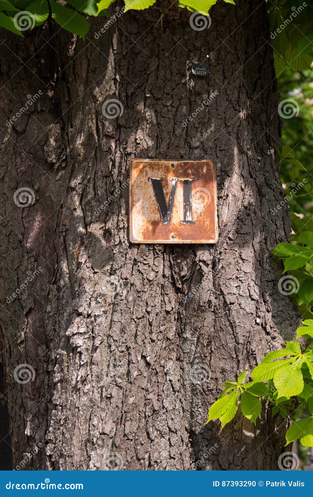 Rome number five on tree. stock photo. Image of forest - 87393290