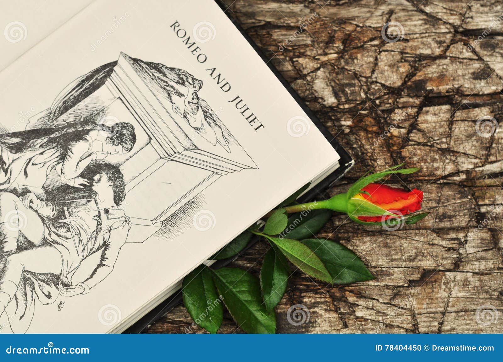 Romeo And Juliet Rose Drawing