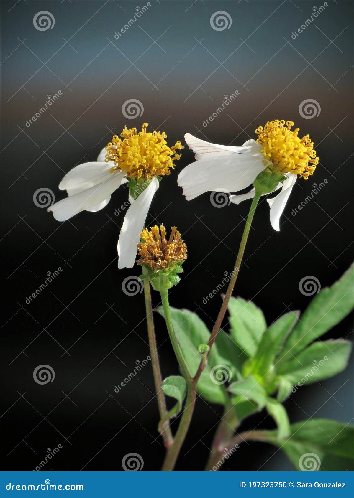 Romerillo Flower with Petals Blowing in the Wind Stock Photo - Image of ...
