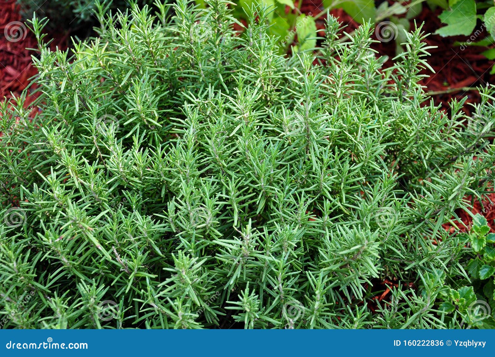 Romero foto de archivo. Imagen de hermoso, sano, plantas - 160222836