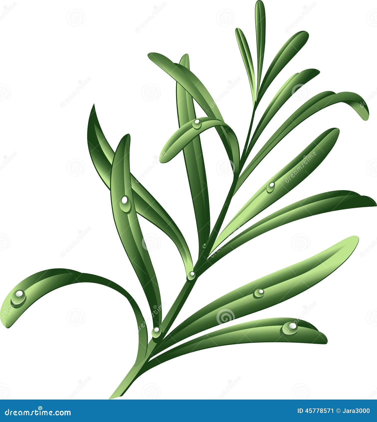 Romero ilustración del vector. Ilustración de verde, condimento - 45778571