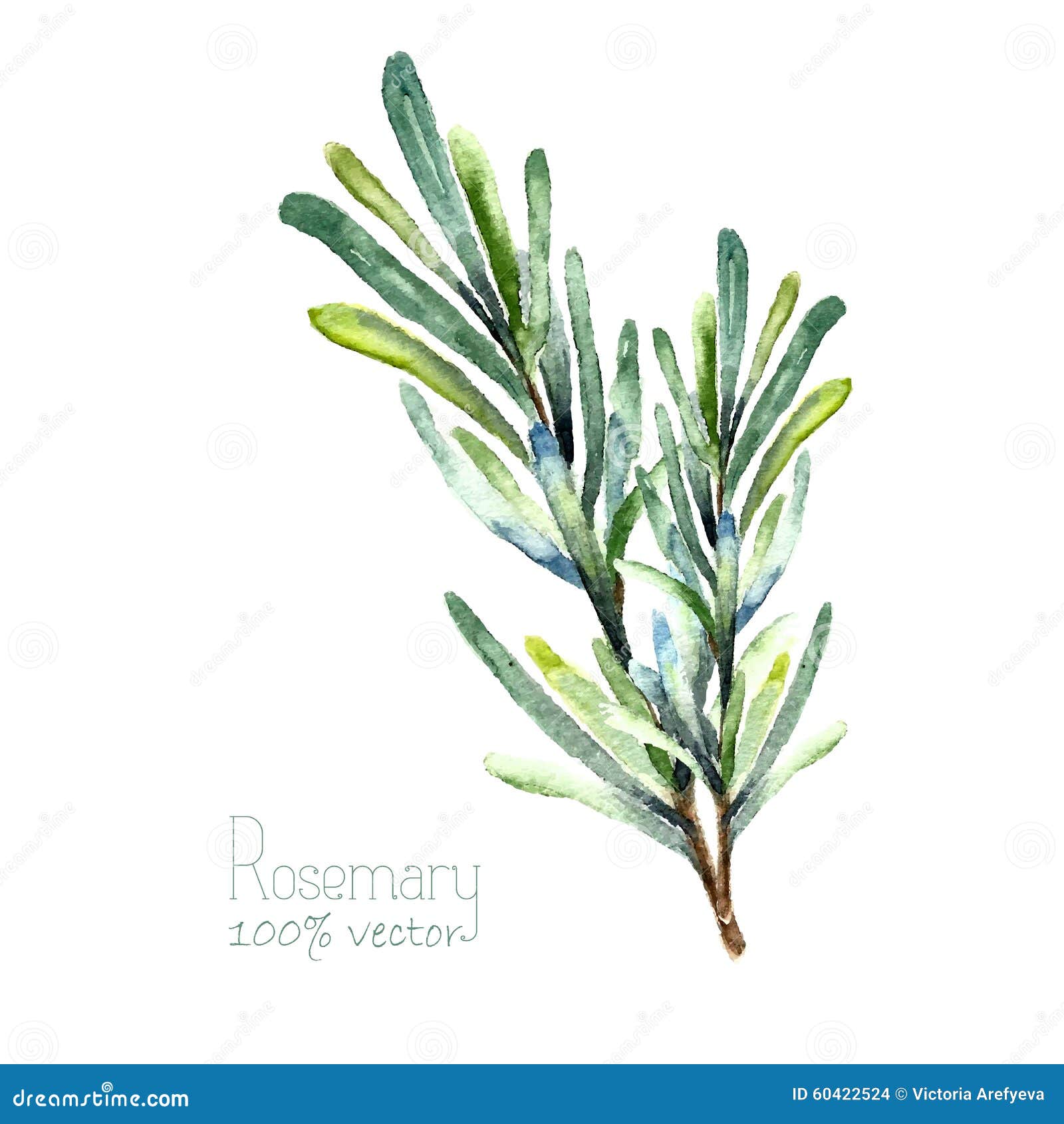 Romero Del Vector De La Acuarela Ilustración del Vector - Ilustración ...