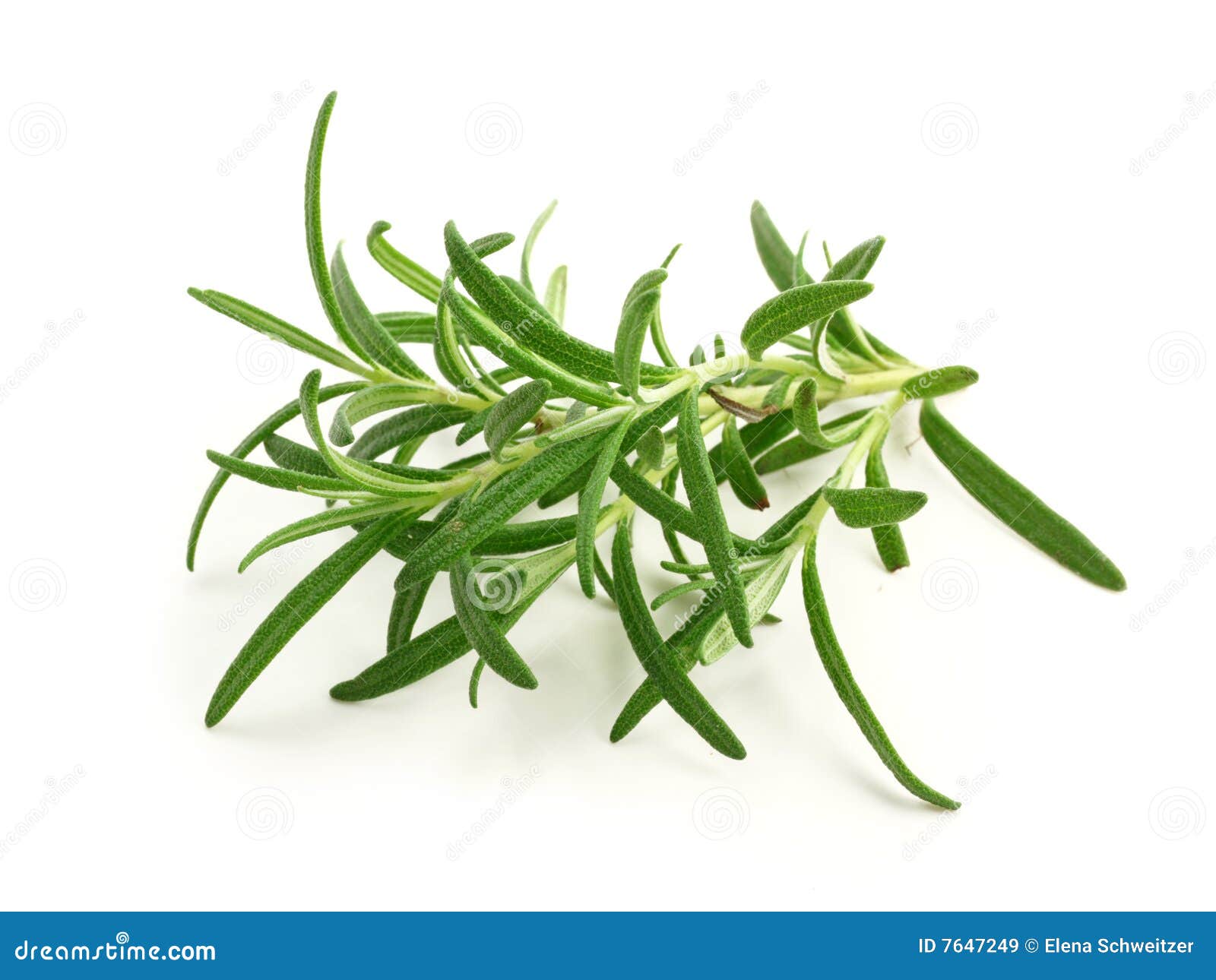 Romero fresco imagen de archivo. Imagen de cocina, condimento - 7647249