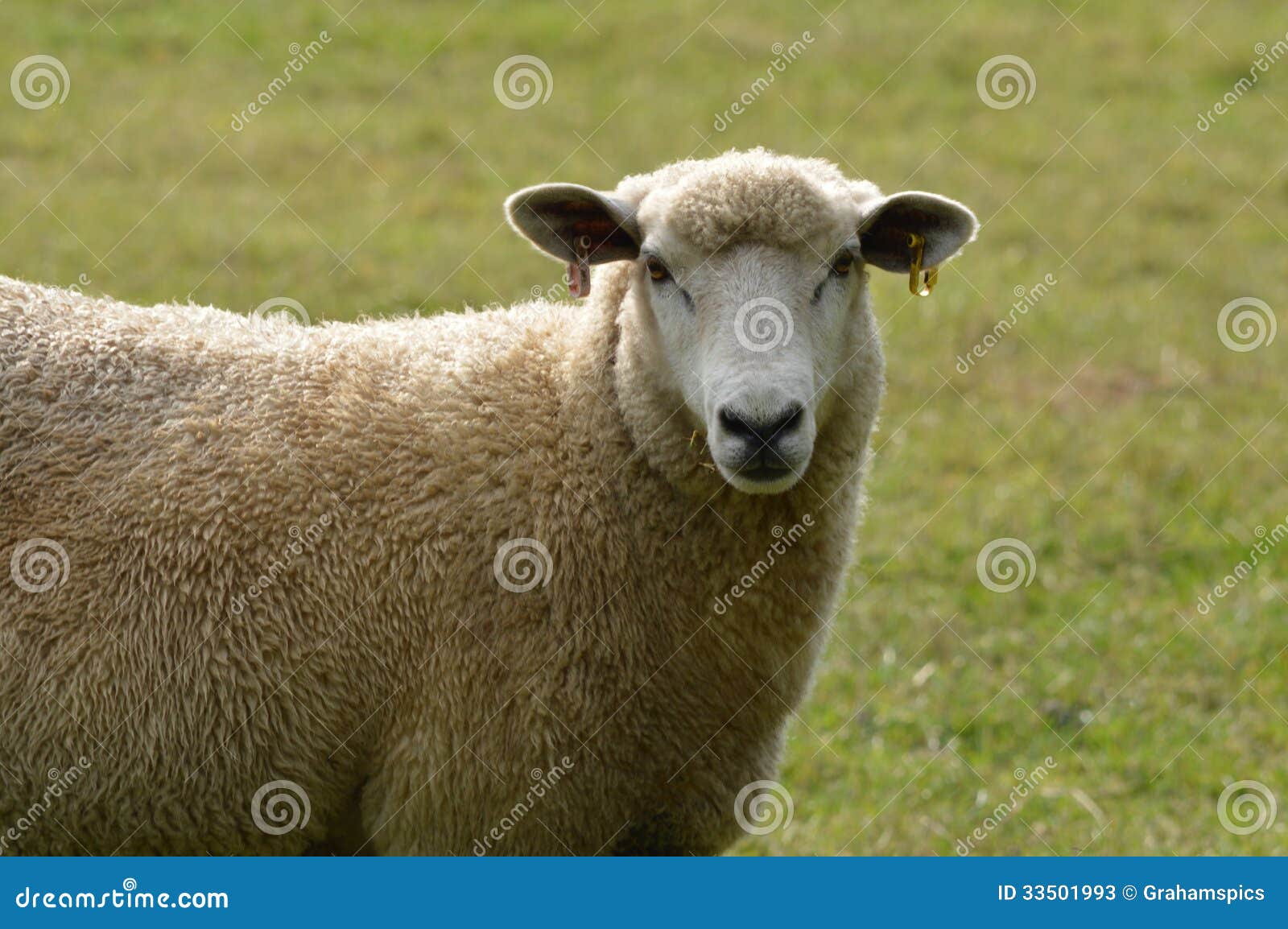 A Romney Ewe stock image. Image of sheep, farming, animals - 33501993