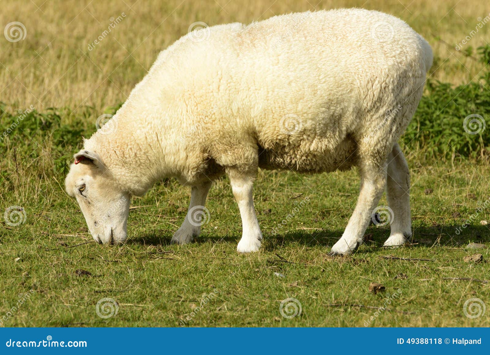 Romney Marsh sheep 11 stock photo. Image of beast, grazing - 49388118