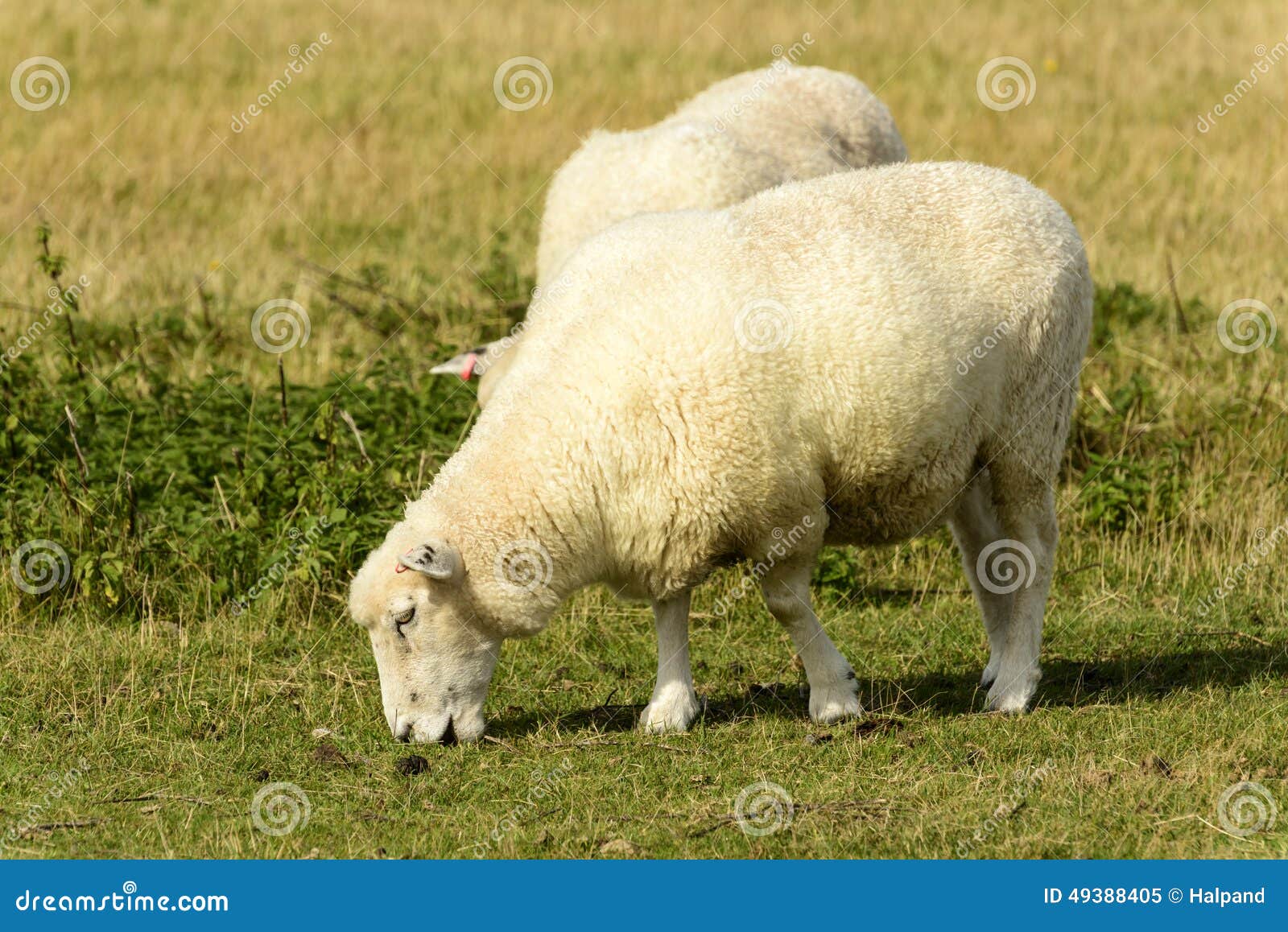 Romney Marsh sheep 10 stock image. Image of wool, britain - 49388405