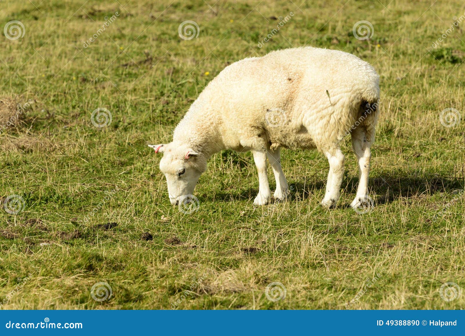Romney Marsh sheep 07 stock photo. Image of sheep, england - 49388890