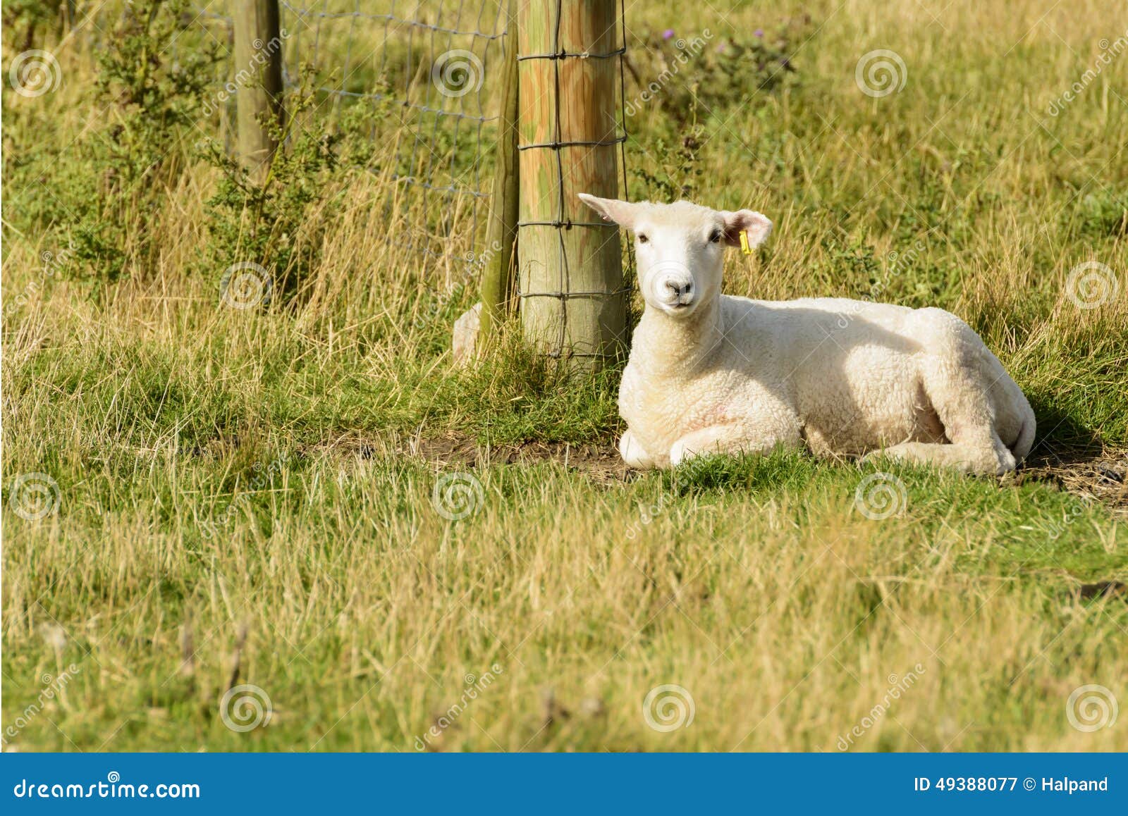 Romney Marsh sheep 08 stock image. Image of wool, breeding - 49388077