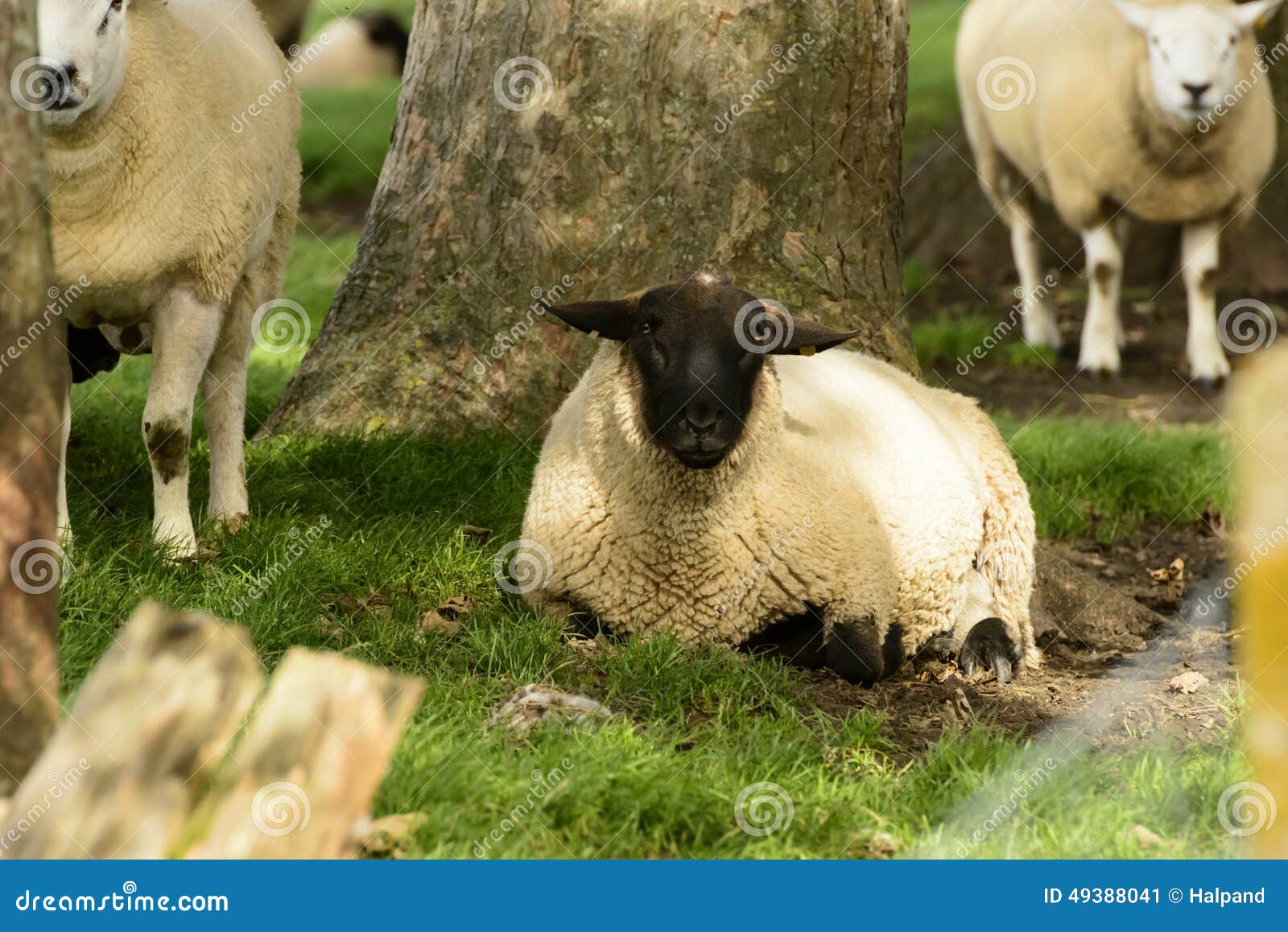 Romney Marsh sheep 04 stock image. Image of ovine, farming - 49388041