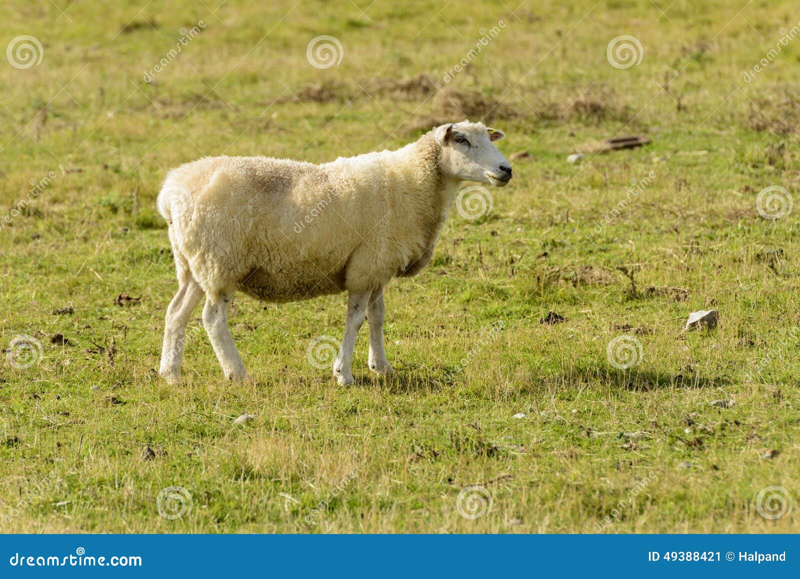 Romney Marsh sheep 09 stock image. Image of livestock - 49388421