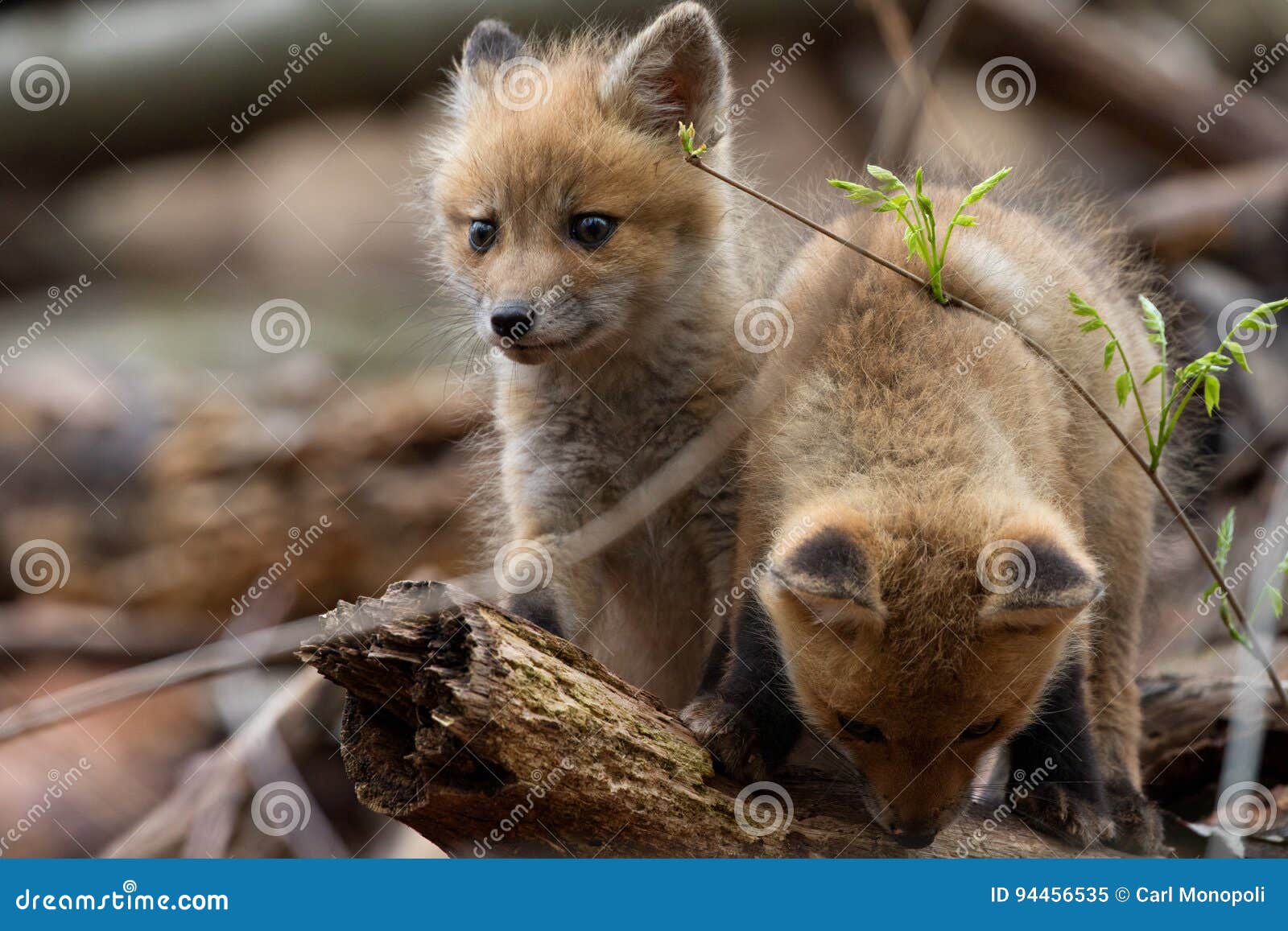 Romulous and Remus stock image. Image of pair, cubs, hunter - 94456535