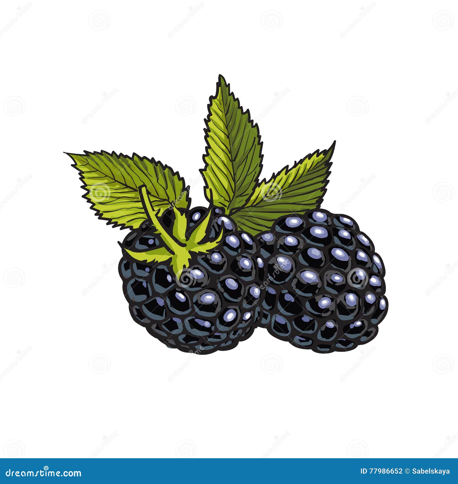 Ronce Bleue Mûre Sur Le Fond Blanc Illustration de Vecteur ...