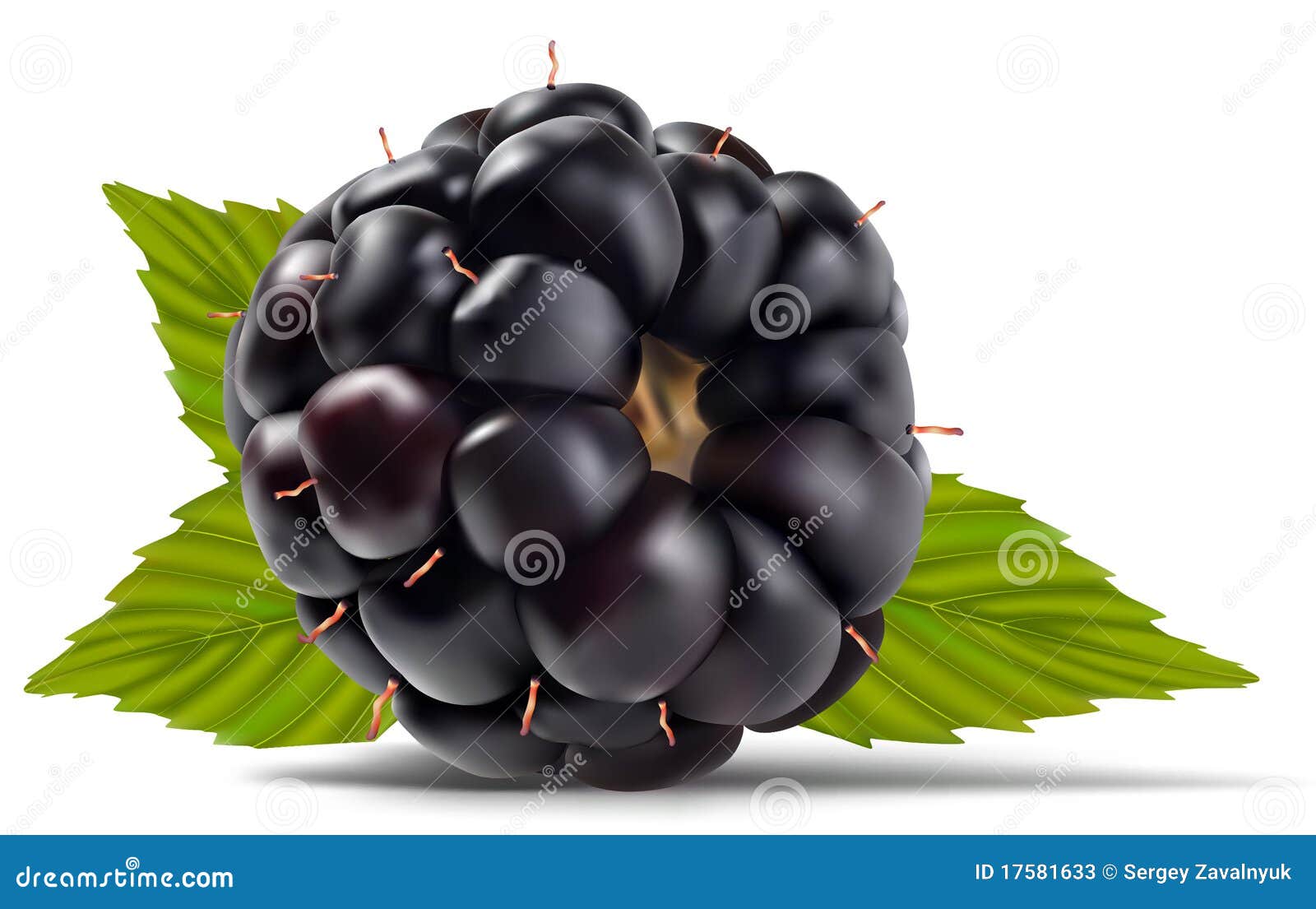 Ronce Stock Illustrations, Vecteurs, & Clipart – (132 Stock Illustrations)