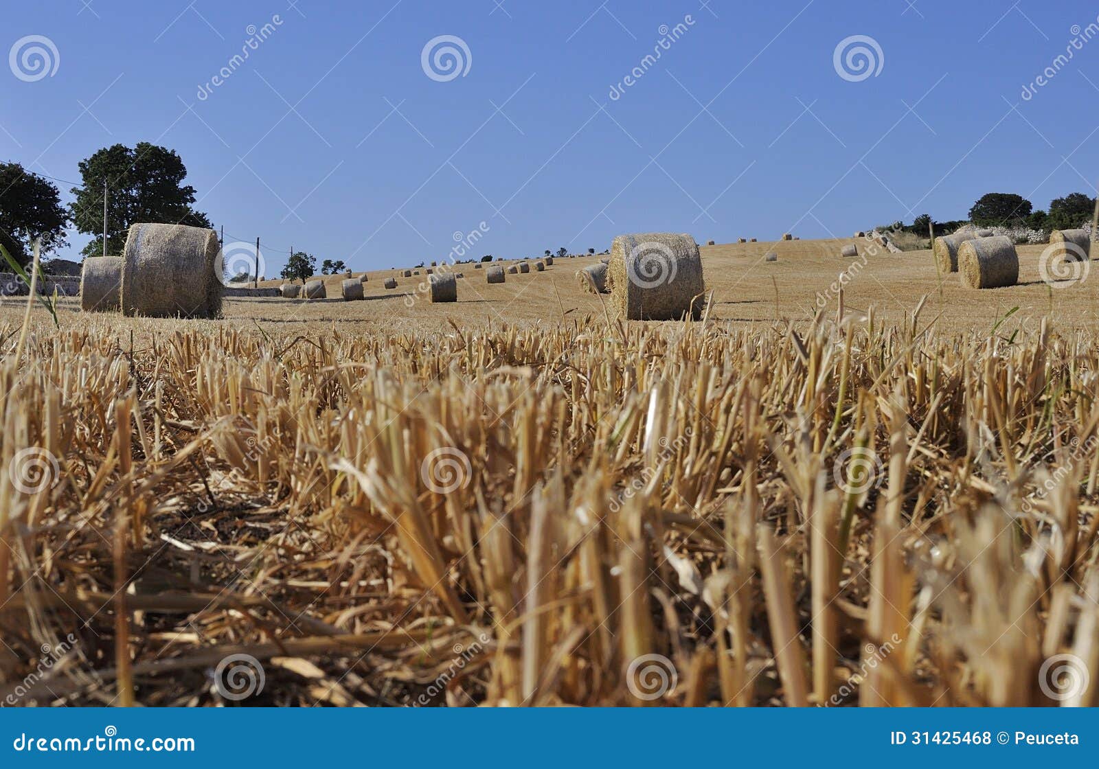 Ronde Balen Van Stro in De Weide Stock Foto - Image of groen, blauw ...