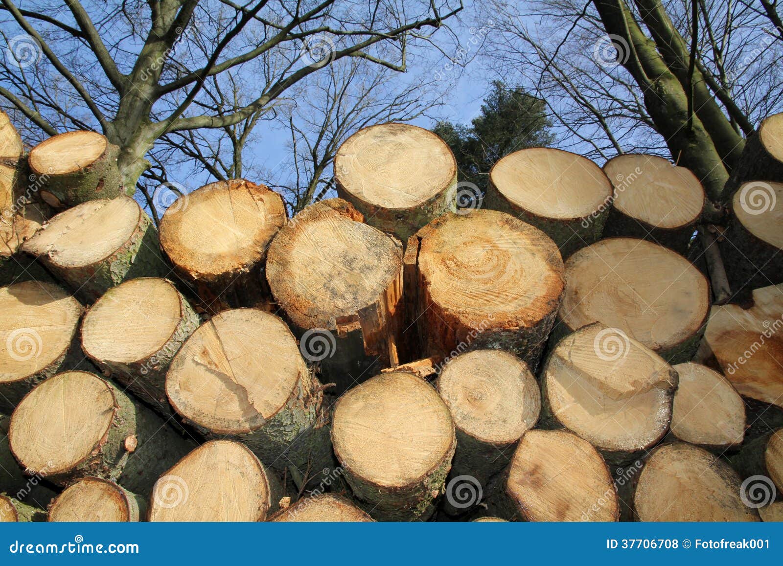 Rondins photo stock. Image du abatteur, fondamental, planification ...