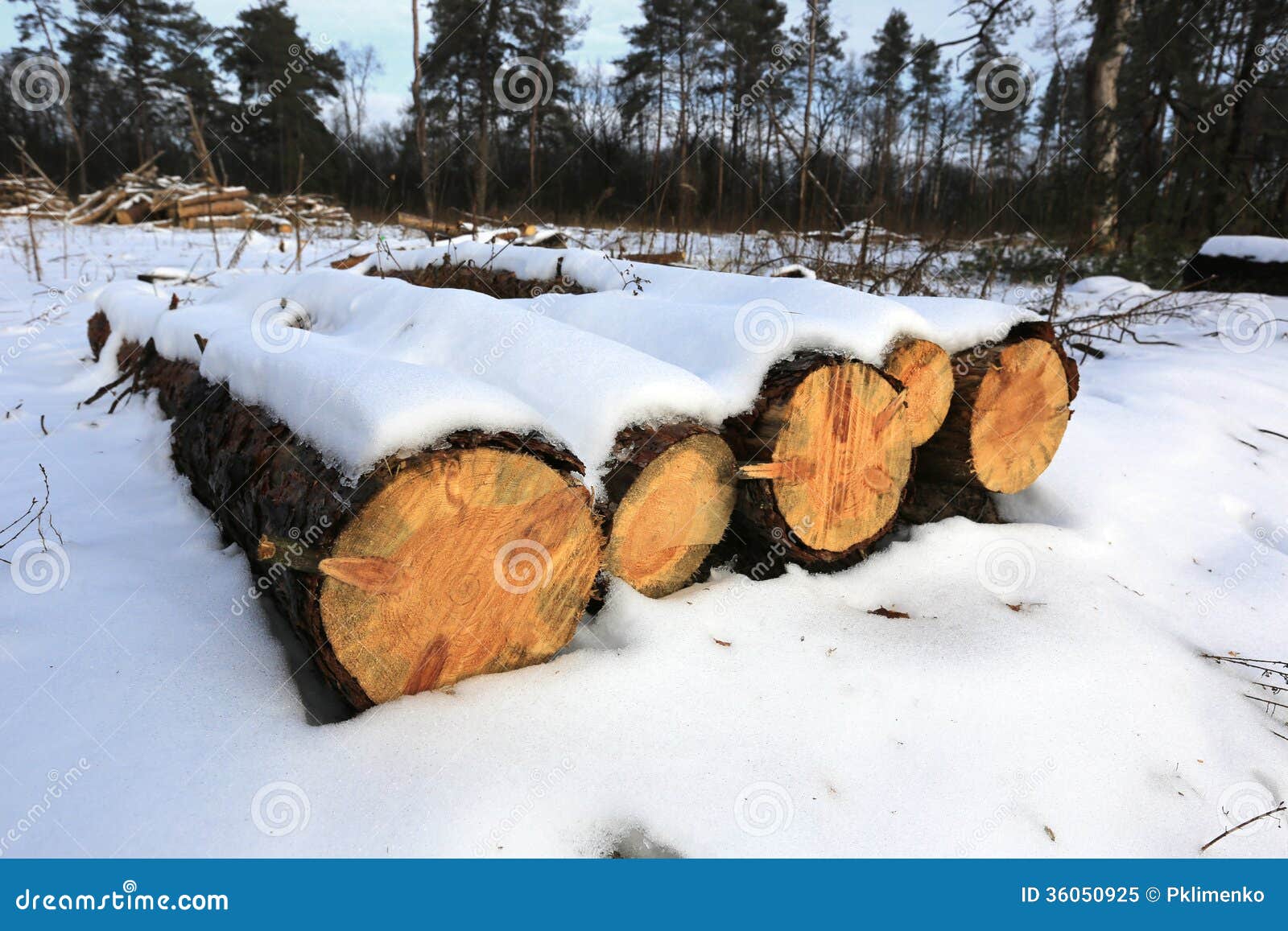 Rondins De Pin Sous La Neige Image stock - Image du brun, forêt: 36050925