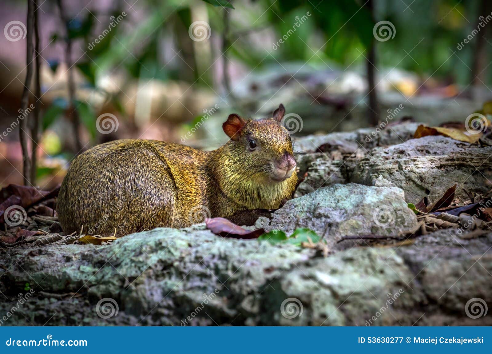 Rongeur De L'agouti D'Azara Image stock - Image du rongeur, timide ...