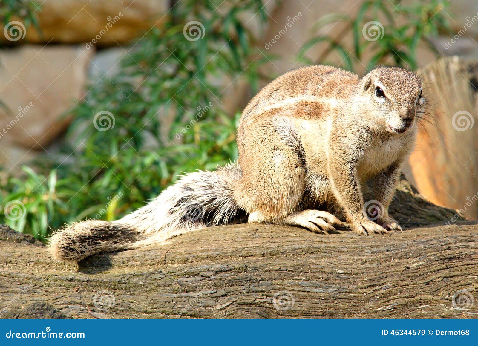 Rongeur sauvage image stock. Image du petit, rongeur - 45344579