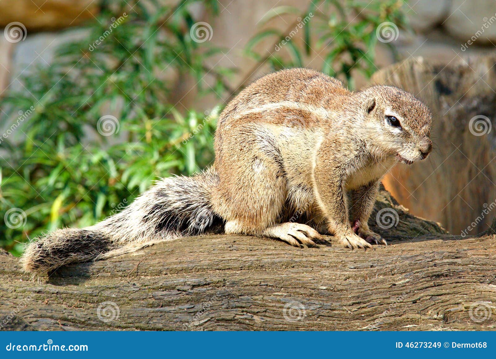 Rongeur sauvage image stock. Image du brun, animal, castor - 46273249