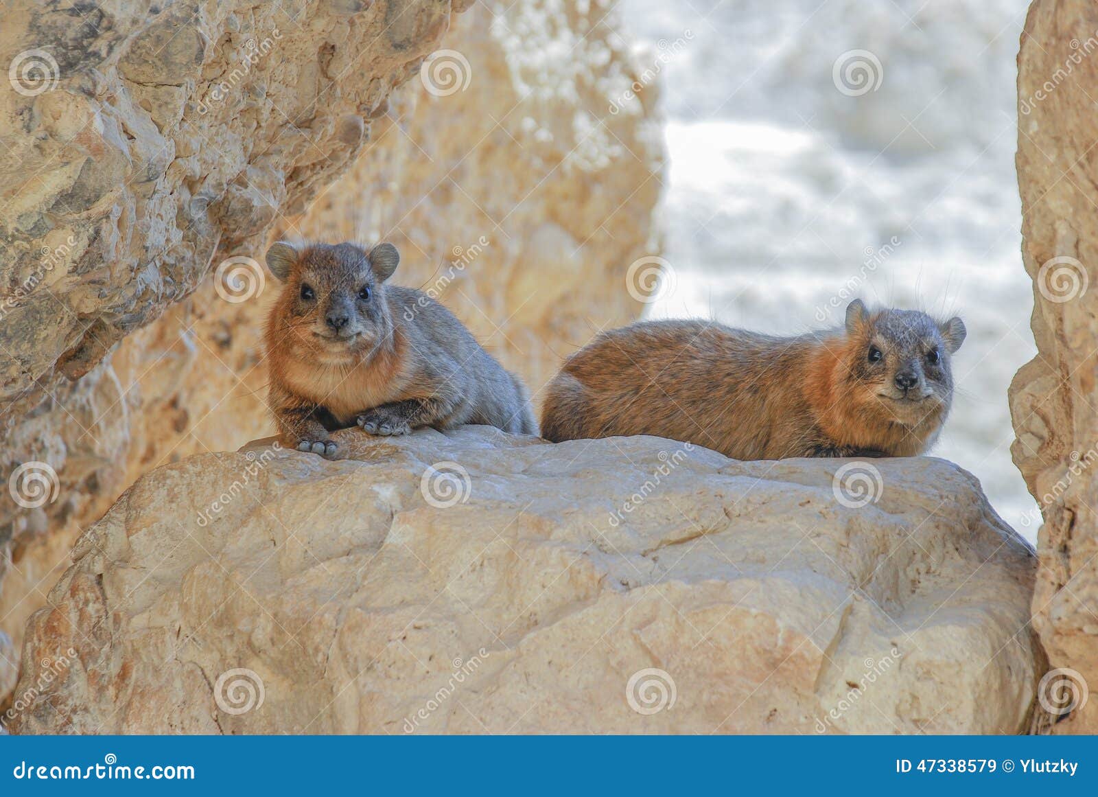 Rongeurs image stock. Image du animal, rongeur, chaud - 47338579