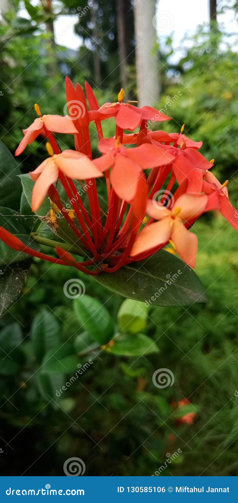 Red Rongon Stock Photos - Free & Royalty-Free Stock Photos from Dreamstime