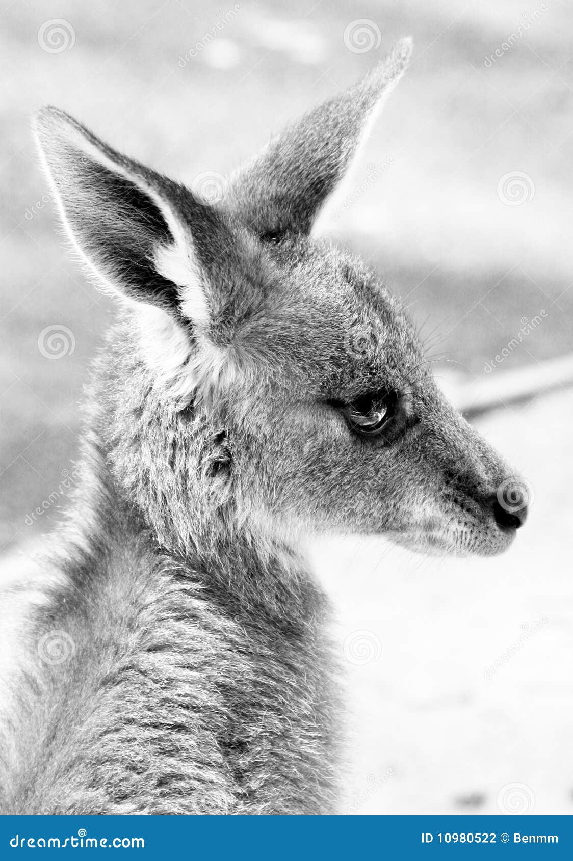 Roo stock photo. Image of mammal, grey, cute, south, australian - 10980522