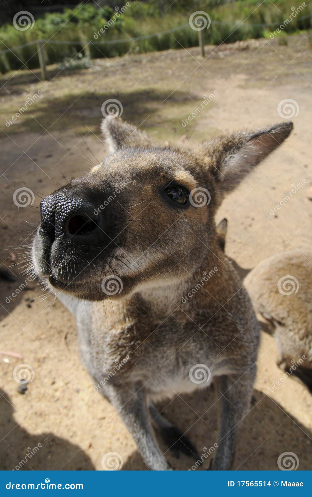 Roo stock photo. Image of wildlife, wild, marsupial, portrait - 17565514