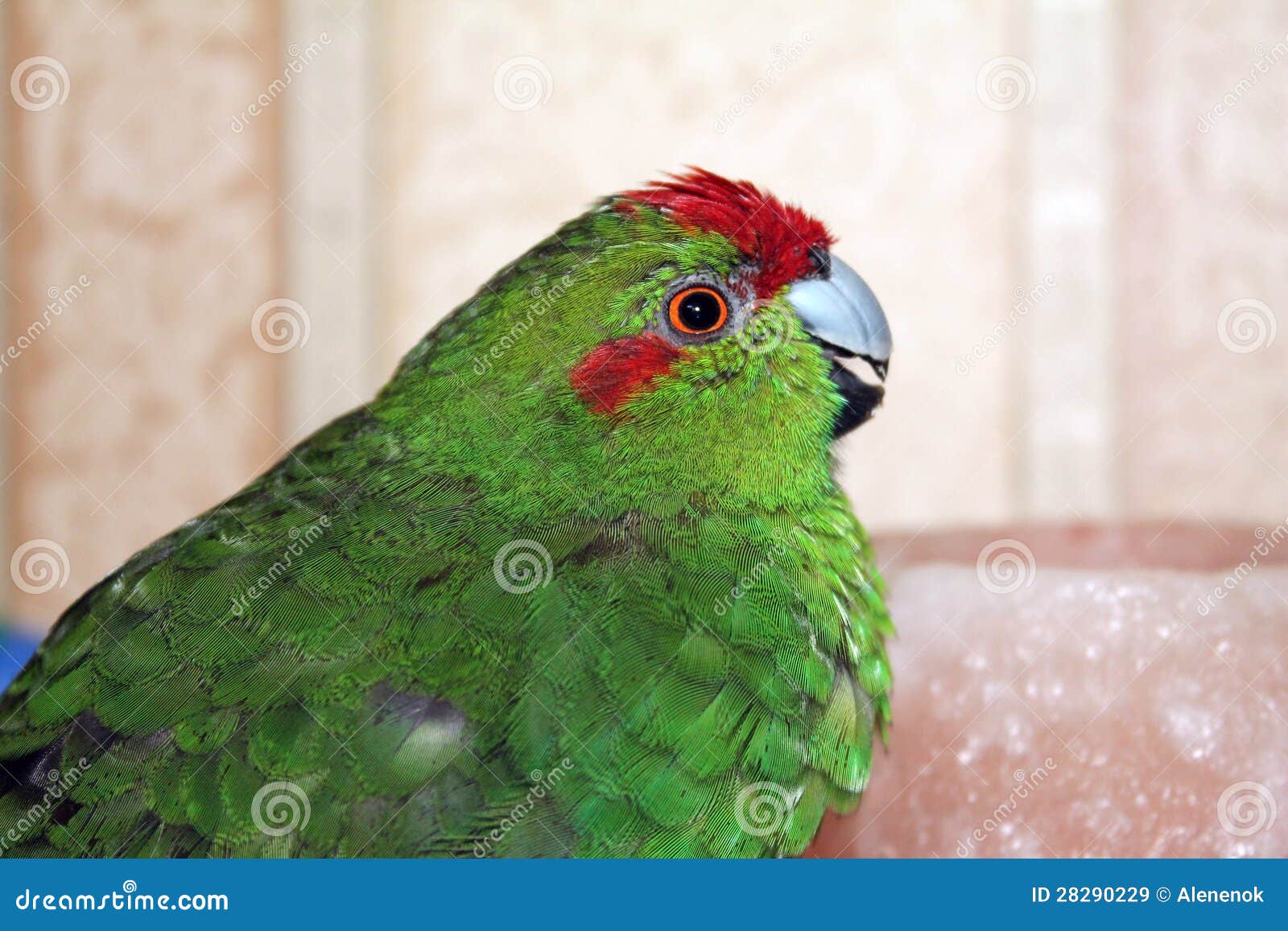 Rood-bekroonde Parkiet Binnen Stock Afbeelding - Image of wild, groen ...