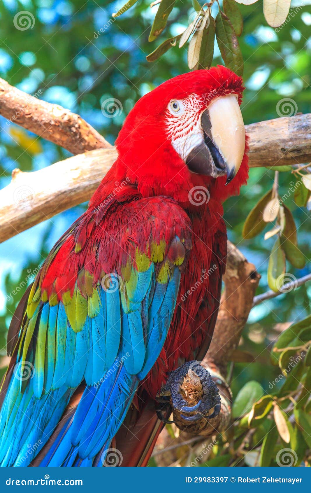 De Rode Blauwe Papegaai Van Aronskelken Stock Afbeelding - Image of ...