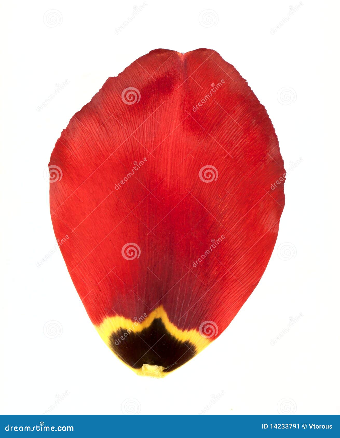 Rood bloemblaadje van tulp stock afbeelding. Image of studio - 14233791