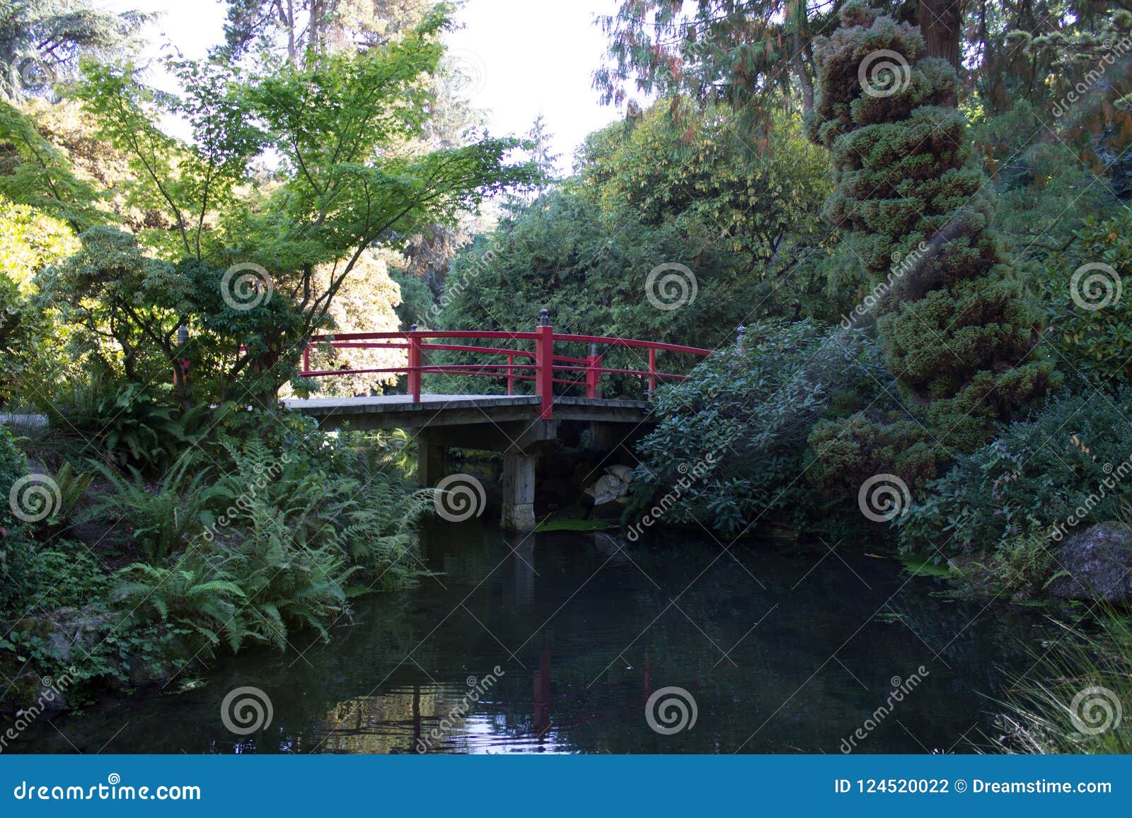 Rood Cherry Bridge in Een Japanse Tuin Stock Foto - Image of oosters ...