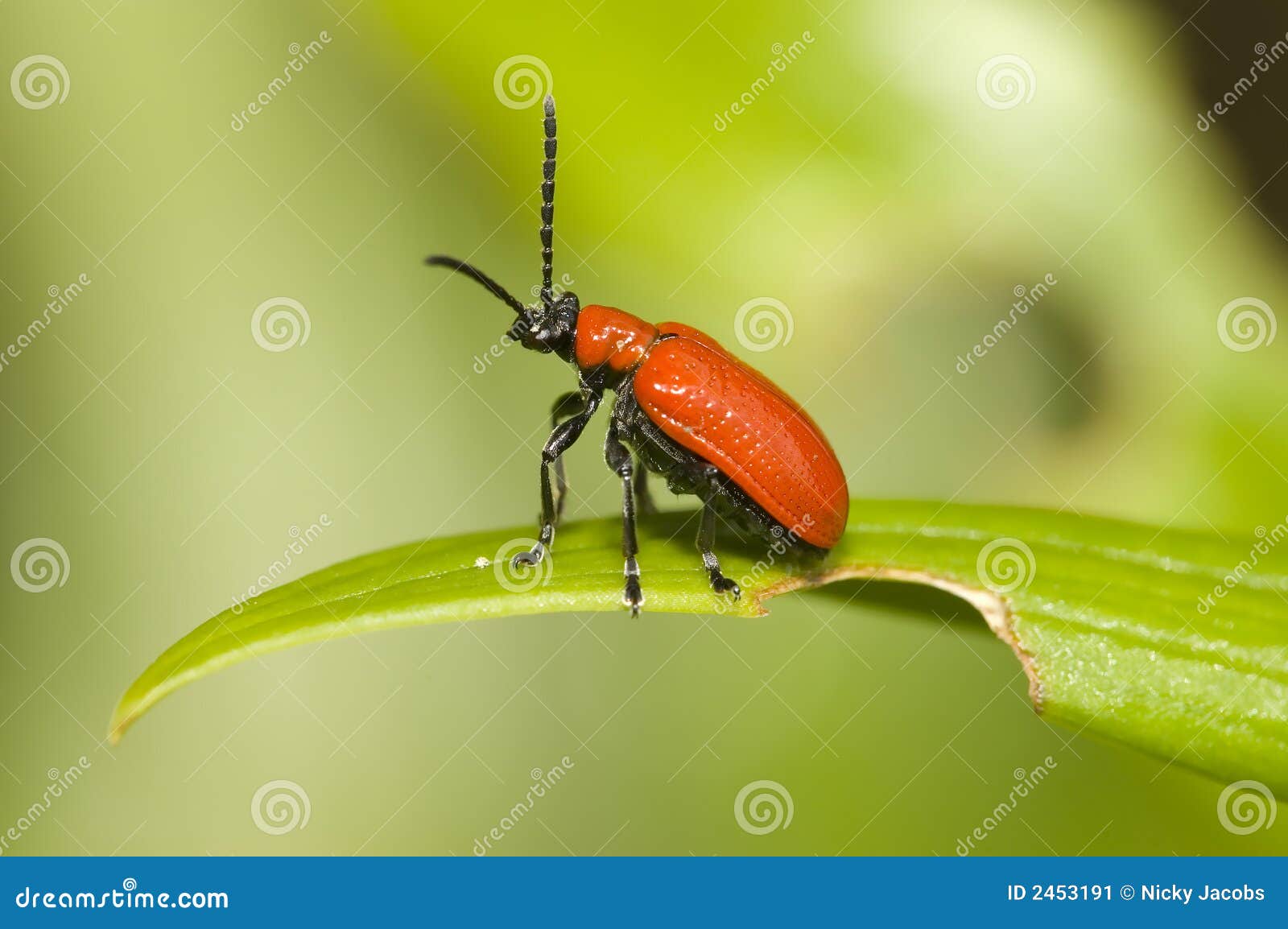 Rood De Keverinsect Van Het Lelieblad Stock Afbeelding - Image of ...